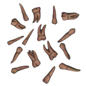 Teeth - MDF Add On Sheet